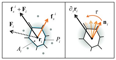 Flocking transitions in confluent tissues | Somex Lab